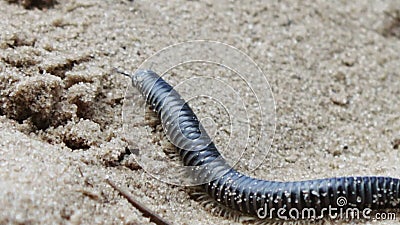 Most of the Long, Black Centipede Crawls on the Stock Video - Video of ...
