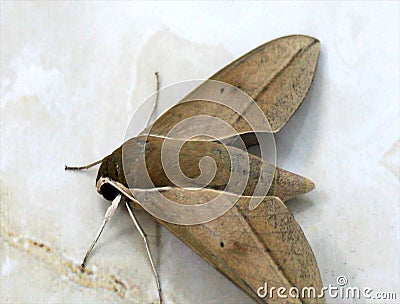 Moth on the ground stock video. Video of nature, closeup - 44488283