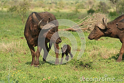 Mother And Baby Buffalo Stock Photo - Image: 12163380