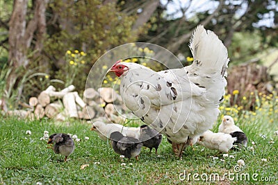 Mother Hen With Her Chickens Stock Images - Image: 16740824