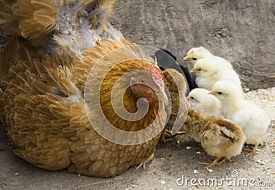 Mother Hen And Her Chicks Royalty Free Stock Photo - Image: 1952205