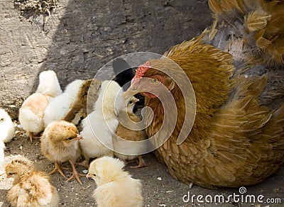 Mother Hen And Her Chicks I Royalty Free Stock Image - Image: 1952416