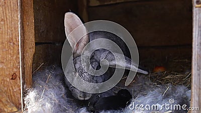 Mother Rabbit with Small Beautiful Rabbits are Sitting in a Cage. Stock ...