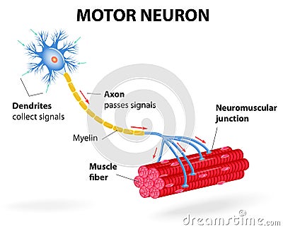 Motoneurone. Diagramma Vettoriale Immagini Stock Libere da Diritti ...