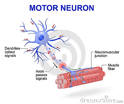 Motor Neuron. Vector Diagram Stock Vector - Image: 71767081