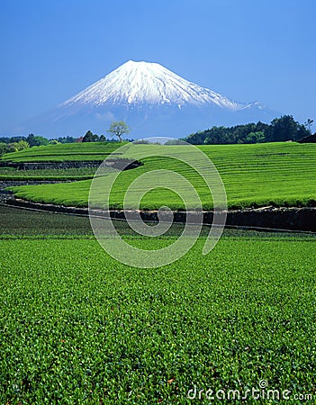 Mount Fuji XI Royalty Free Stock Photo - Image: 1964555