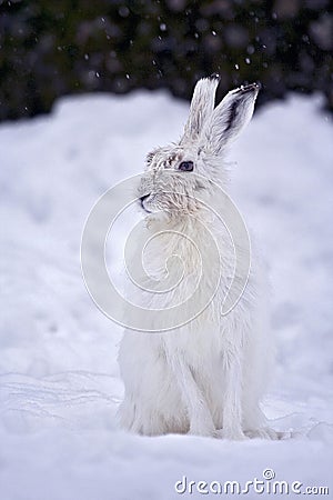 1,154 White Bianca Photos - Free & Royalty-Free Stock Photos from ...