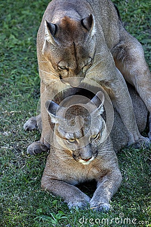 382 Copulating Couple Photos - Free & Royalty-Free Stock Photos from ...