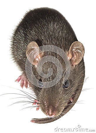 Mouse on the stub stock image. Image of furry, disbelief - 3000115