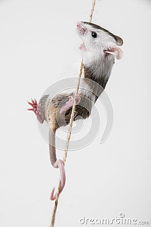 Mouse Climbing On The Rope Stock Image - Image: 37976831