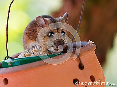 Mouse Eating Grains Out Of A Bird Feeder Stock Image | CartoonDealer ...