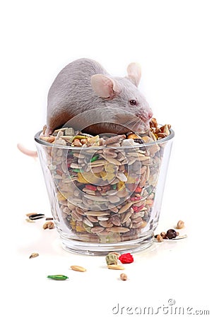 Mouse Eating Seeds Stock Images - Image: 1529254