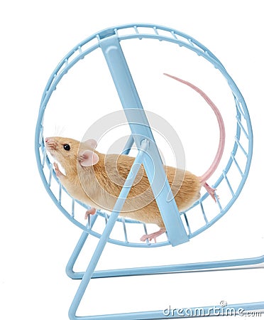 Mouse Hamster Wheel Treadmill Royalty Free Stock Photos - Image: 16805328