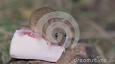 A Mouse in the Forest Eats Lard. Wood Mice Apodemus Sylvaticus Stock ...