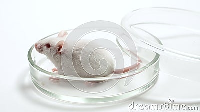 Mouse in a Petri Dish for Research. Concept - Drug Testing, Vaccine ...