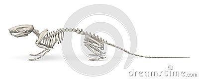 Mouse Skeleton 3d Stock Photography - Image: 23706682
