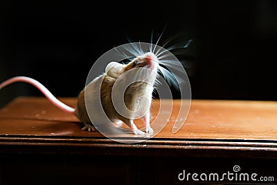 Mouse With Twitching Whiskers Royalty-Free Stock Photo | CartoonDealer ...