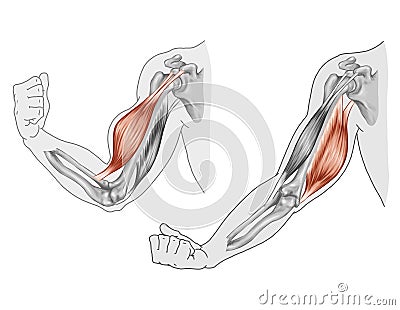 Movement Of The Arm And Hand Muscles Royalty Free Stock Photo - Image ...