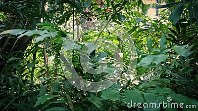 Moving through Dense Jungle Side View Stock Video - Video of evening ...