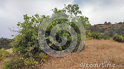 Moving between Olive Trees and Fig Tree in Beautiful Moroccan Mountain ...