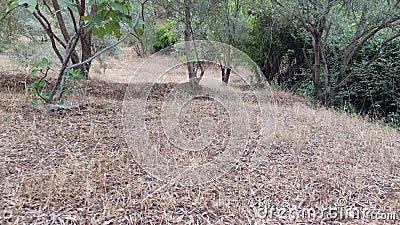 Moving between Olive Trees and Fig Tree in Beautiful Moroccan Mountain ...