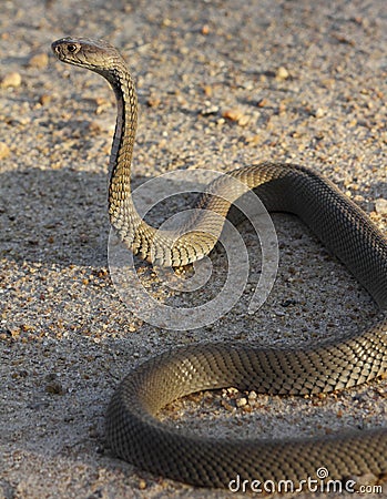 Mozambique Spitting Cobra Royalty Free Stock Images - Image: 18629449