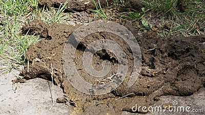 Mucchio Della Mucca Cacato Sulla Natura Stock Footage - Video di ...