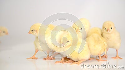 Muchos Pollos Recién Nacidos Metrajes - Vídeo de peludo, gallina: 44576580