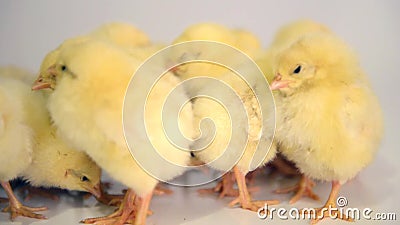 Muchos Pollos Recién Nacidos Metrajes - Vídeo de peludo, gallina: 44576580