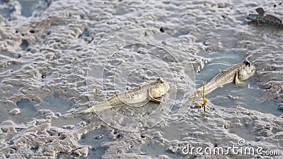 Mudskipper, Amphibious Fish Stock Video - Video of marina, breathe ...