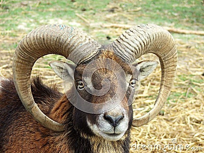 Muflon 2 Royalty Free Stock Photography - Image: 98607