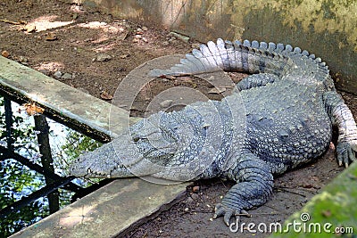 Mugger Crocodile (Crocodylus Palustris) Royalty Free Stock Photos ...