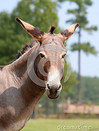 Mule Stock Image - Image: 200811