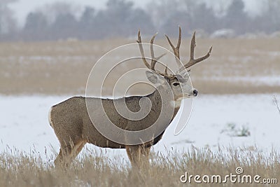 Mule Deer Buck Broadside Stock Images - Image: 35800154