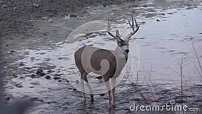 Mule Deer Buck Drinking stock video. Video of animal - 35939647