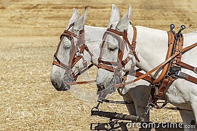 Mules Harnessed For Work. Royalty-Free Stock Photo | CartoonDealer.com ...