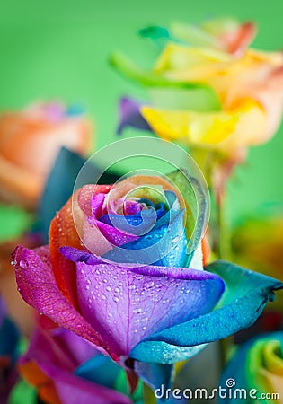 Multi-colored Roses Royalty Free Stock Photography - Image: 26269937