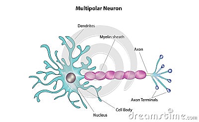 Multipolar Neuron Anatomy Cartoon Vector | CartoonDealer.com #321336161