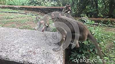 Mumbai, India - Monkeys Play on the Field Stock Video - Video of galta ...