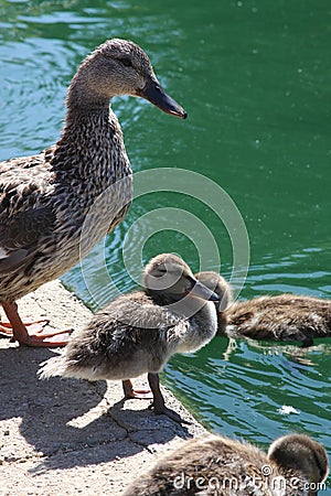 Mummy Duck With Ducklings Stock Photo | CartoonDealer.com #5891028