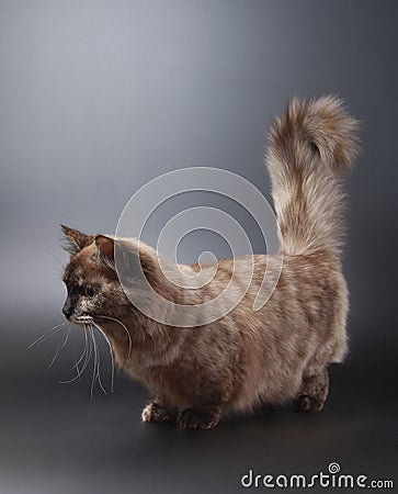 Munchkin Cat Royalty Free Stock Image - Image: 4369756