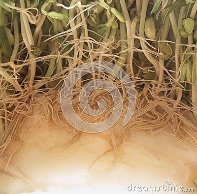 Mung Bean Roots Stock Photography - Image: 6843812