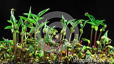 Mung Beans Germination on Black Background Stock Footage - Video of ...