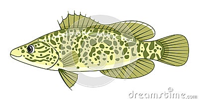 Murray Cod Fish On A White Background Vector Illustration ...