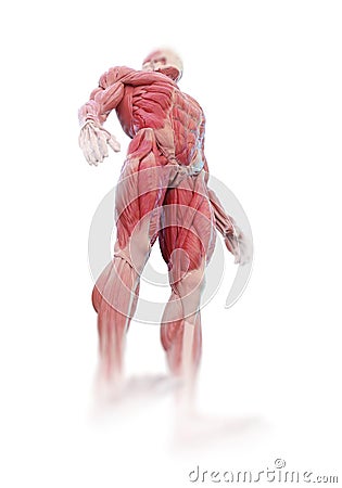Muscle Anatomy Stock Illustration | CartoonDealer.com #70704922