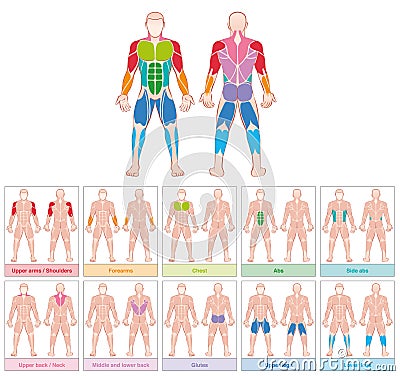 Muscle Groups Colored Chart Vector Illustration | CartoonDealer.com ...