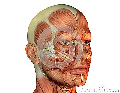 Muscle Head Man Stock Photo - Image: 14309010