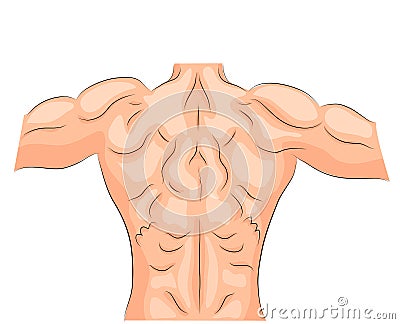 The Muscles Of The Back. Bodybuilder. Cartoon Vector | CartoonDealer ...