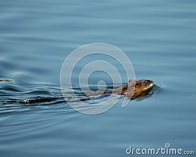 Muskat Royalty Free Stock Photo - Image: 385115