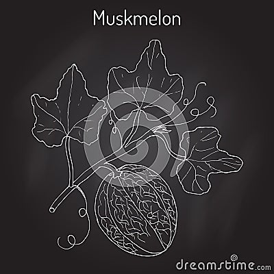 Muskmelon Or Cucumis Melo Cartoon Vector | CartoonDealer.com #89755491